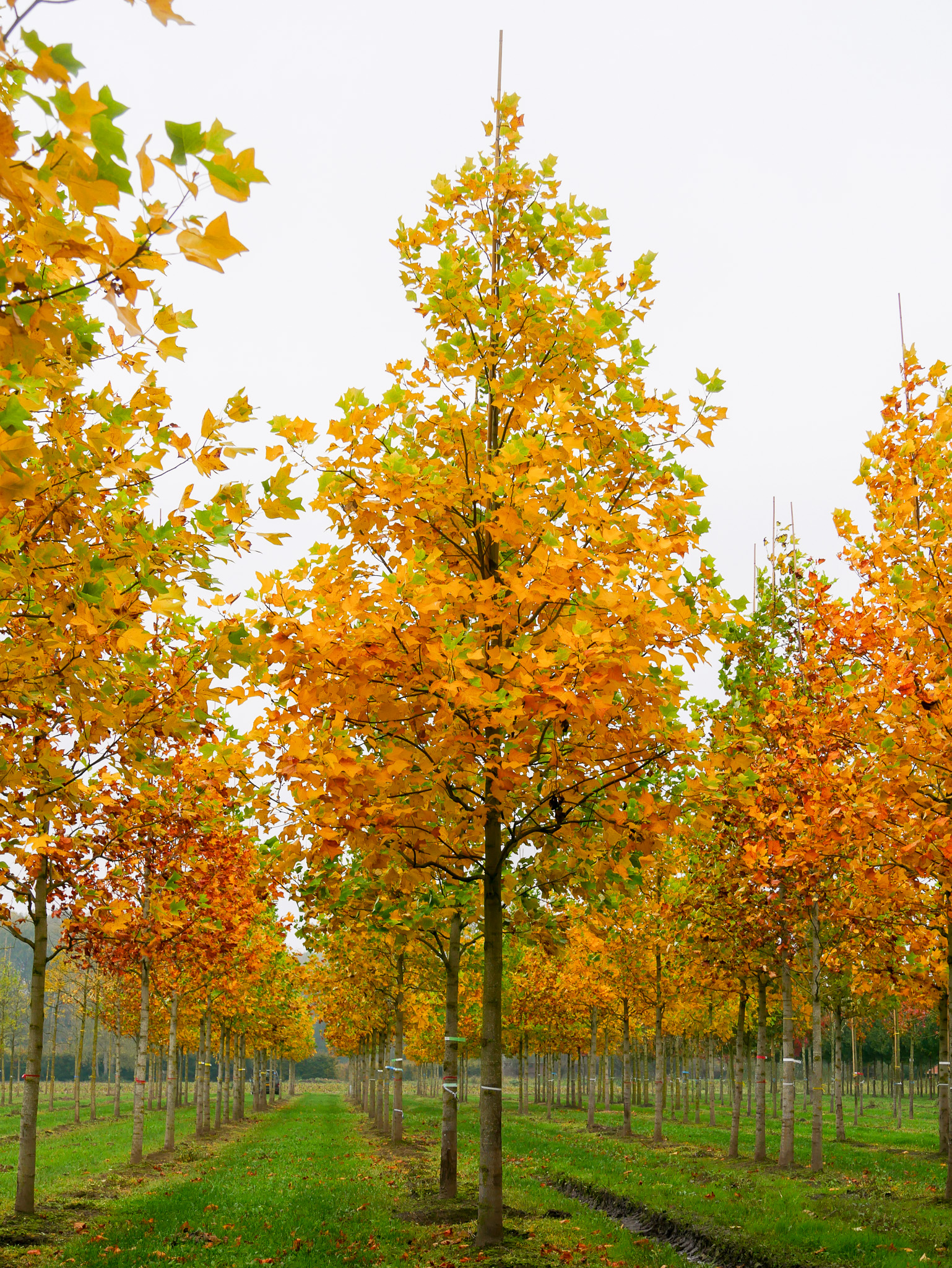 Liriodendron Tulipifera Tulip Tree Tulip Poplar Yellow Poplar Van